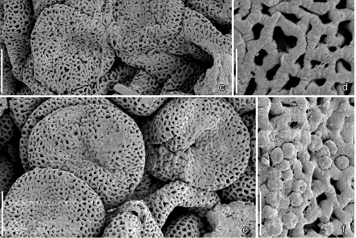 Angiospérmicas: descoberta nova flora em | Press Point